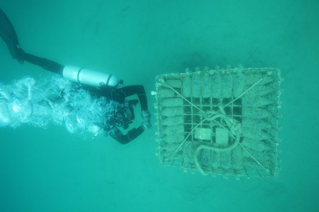 Coral Wine- the Adriatic’s sunken treasure